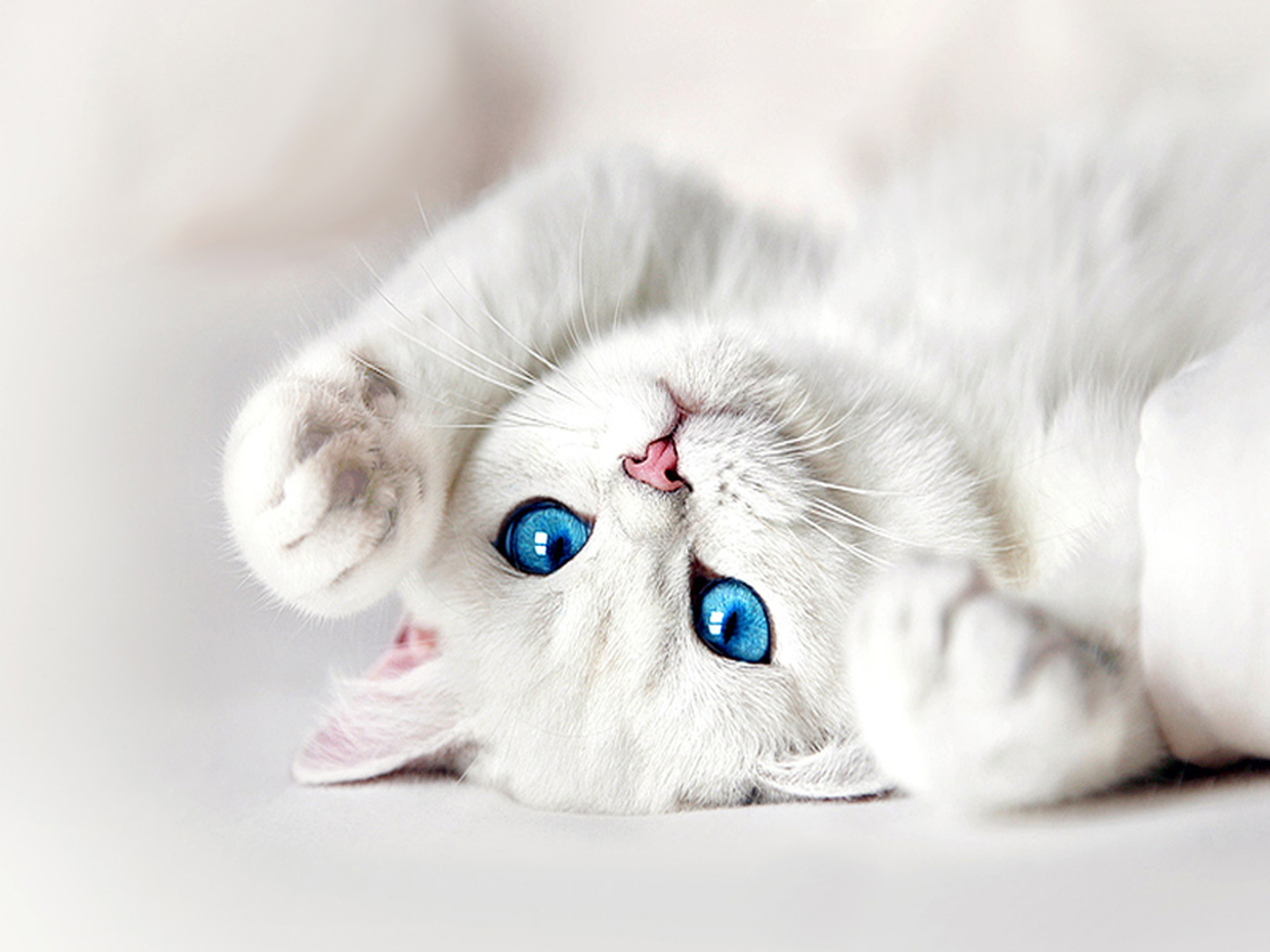 Cats blue eyes In2cats